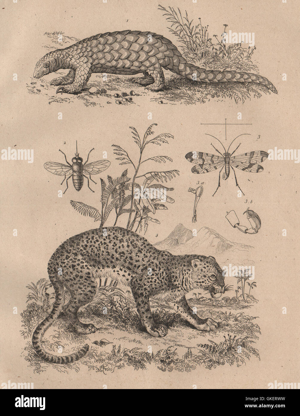 Pangonia hi-res stock photography and images - Alamy