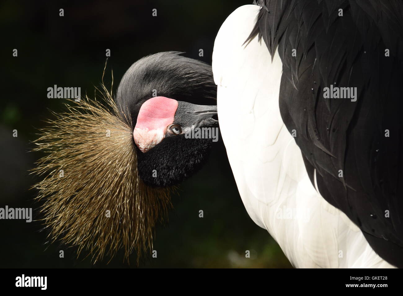 The beautiful crowned crane Stock Photo - Alamy