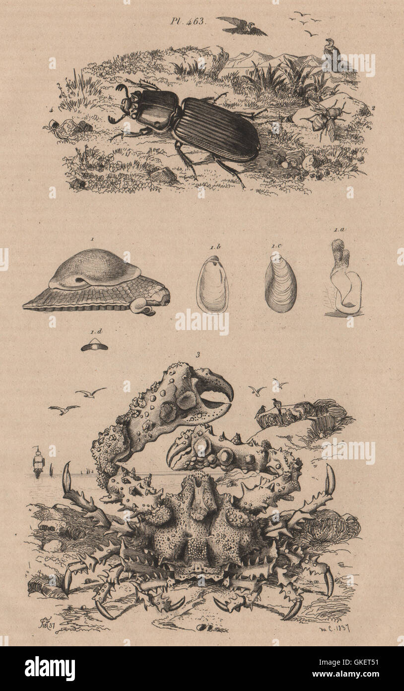 Parnopes hi-res stock photography and images - Alamy