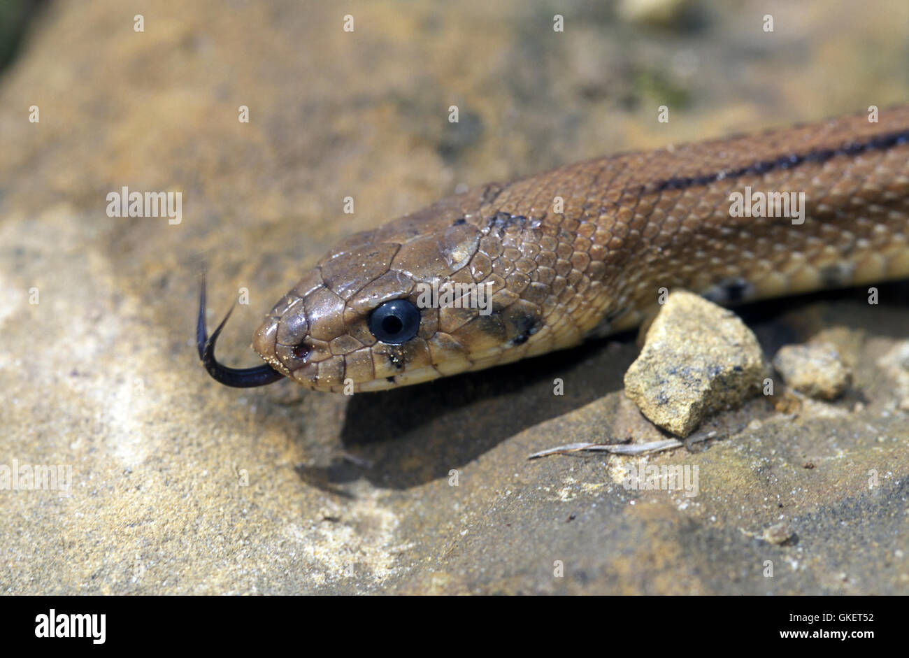 European Rat Snakes High Resolution Stock Photography and Images - Alamy