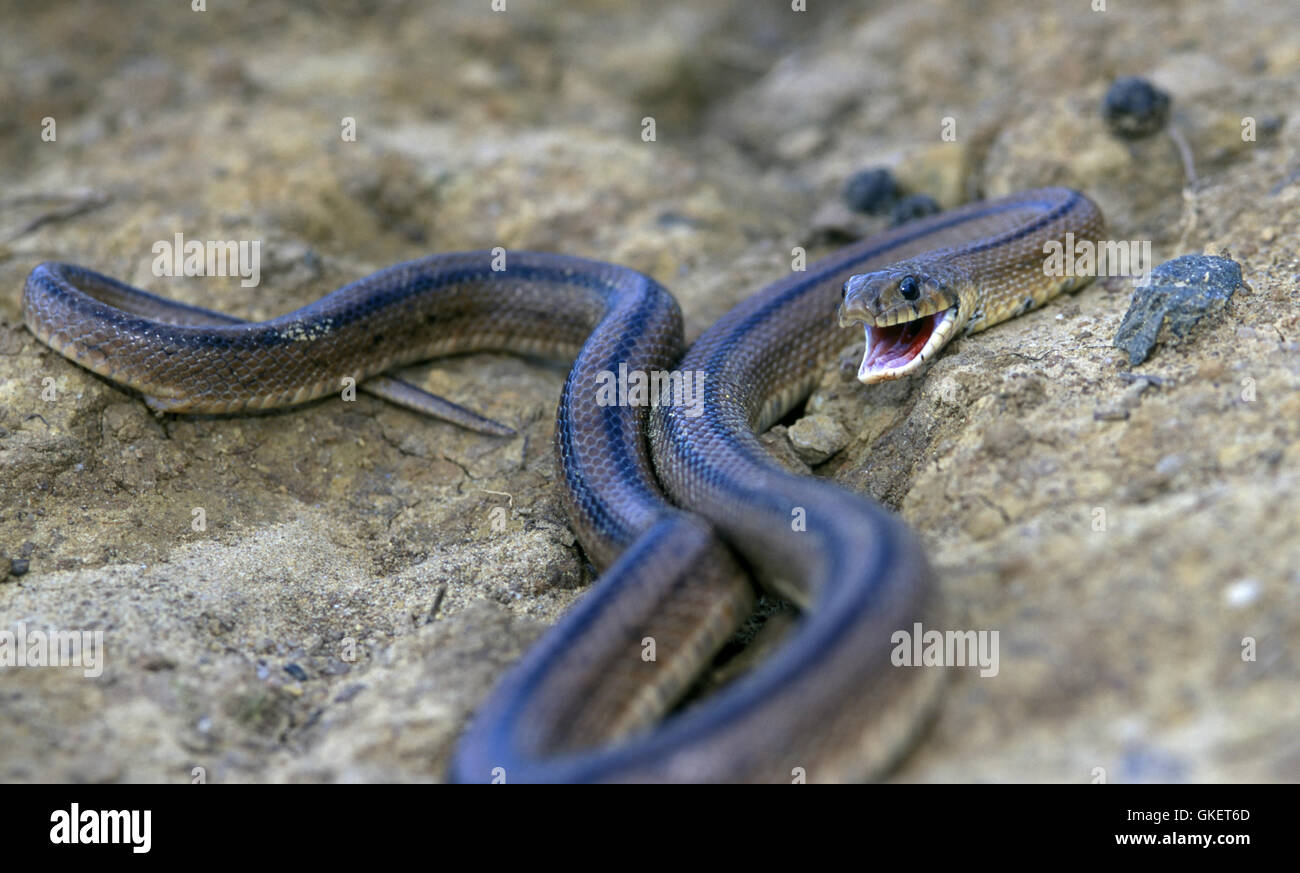 European Rat Snakes High Resolution Stock Photography and Images - Alamy