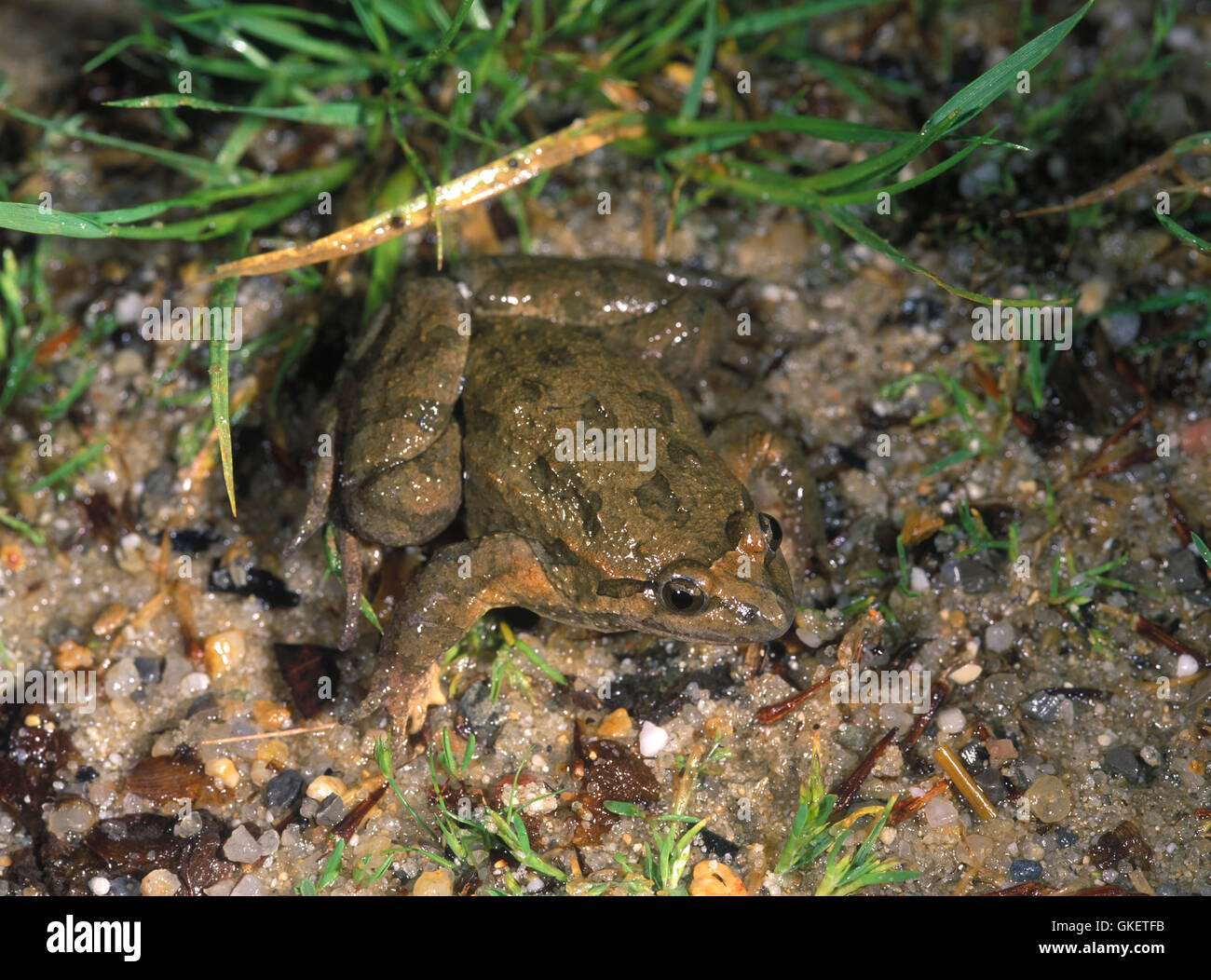 Discoglossus Pictus High Resolution Stock Photography and Images - Alamy