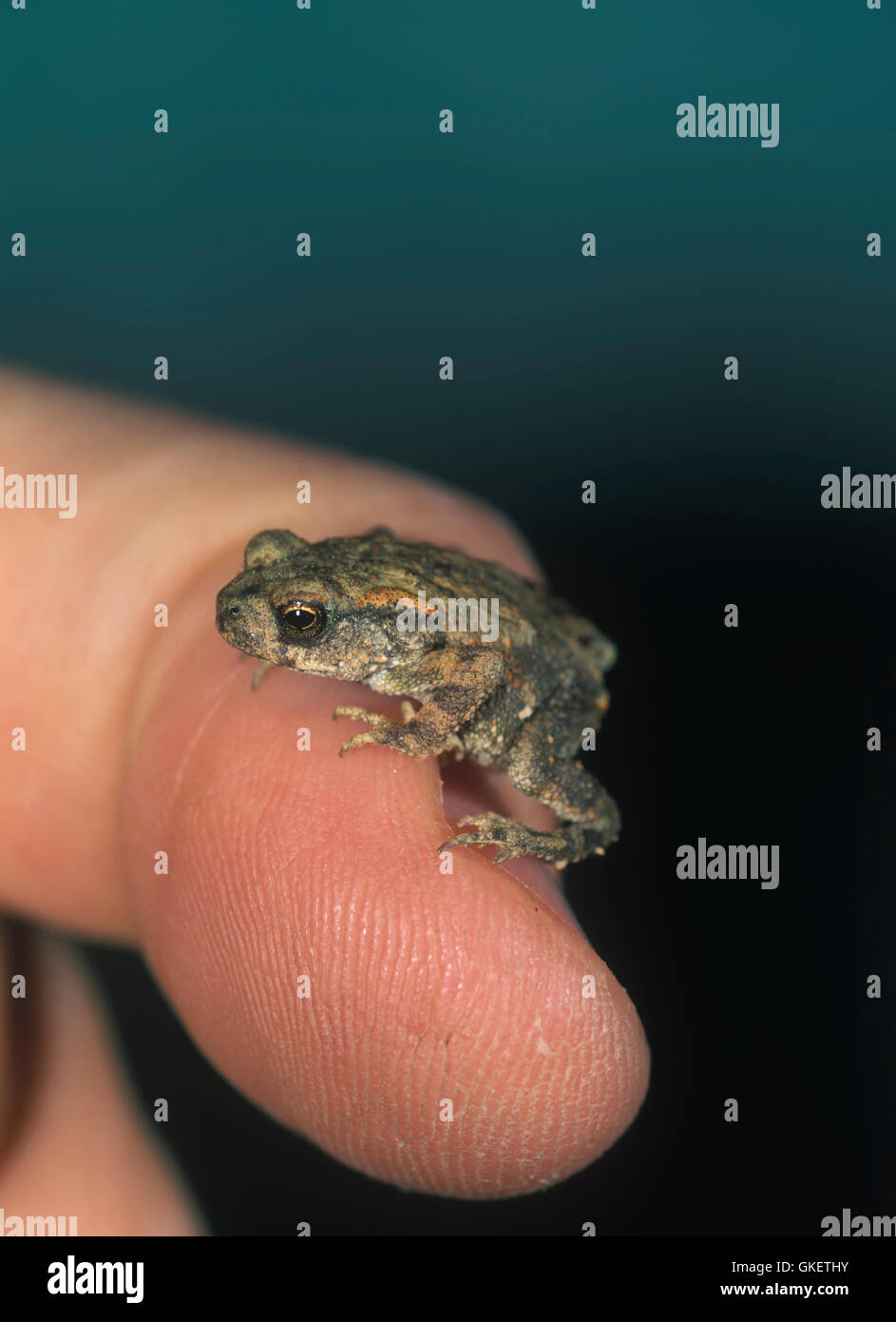 Midwife Toad High Resolution Stock Photography and Images - Alamy