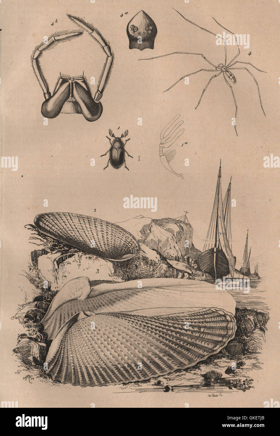 ANIMALS: Phloiotribe. Pholadidae (Piddocks). Pholeus (Cellar Spider ...