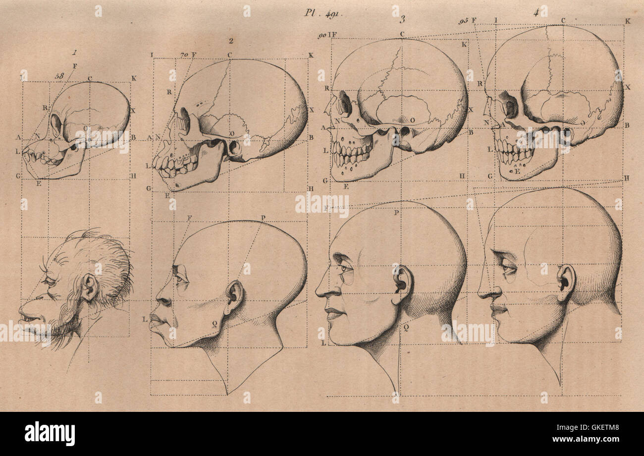 PHRENOLOGY: Petrus Camper's Facial Angles. Profiles. Skulls, old print ...