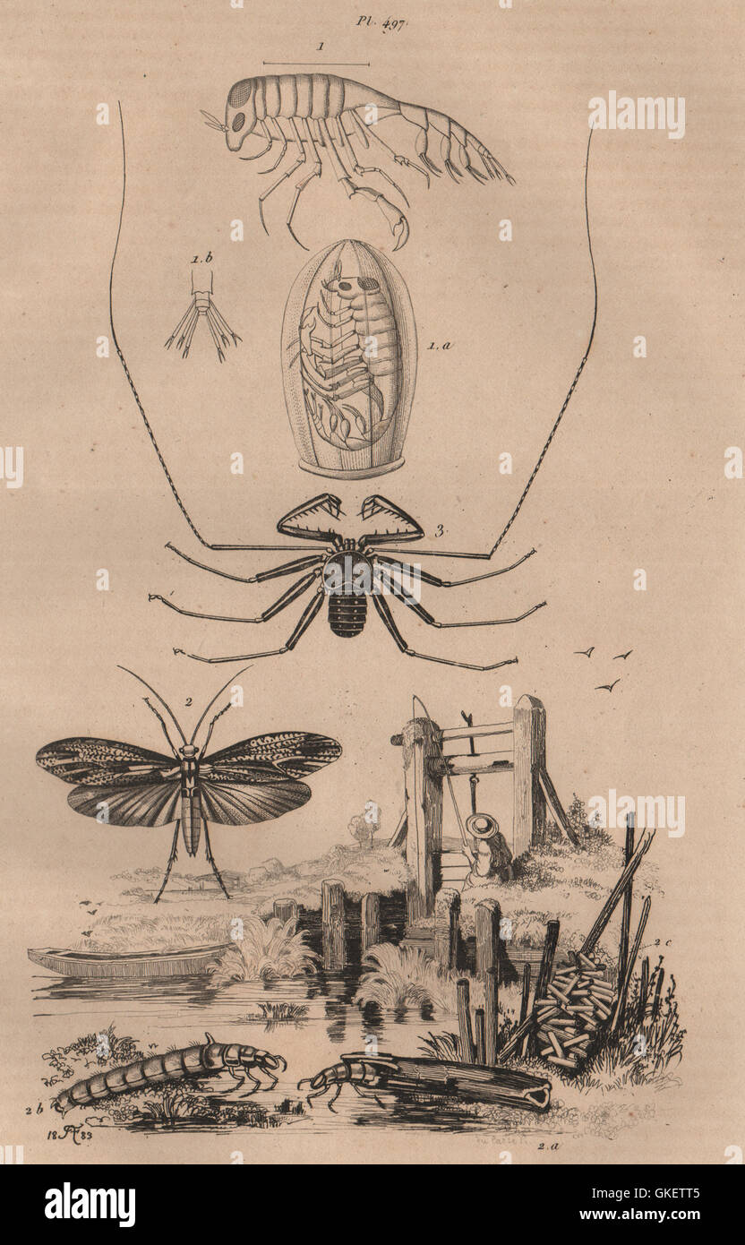 Phronime hi-res stock photography and images - Alamy