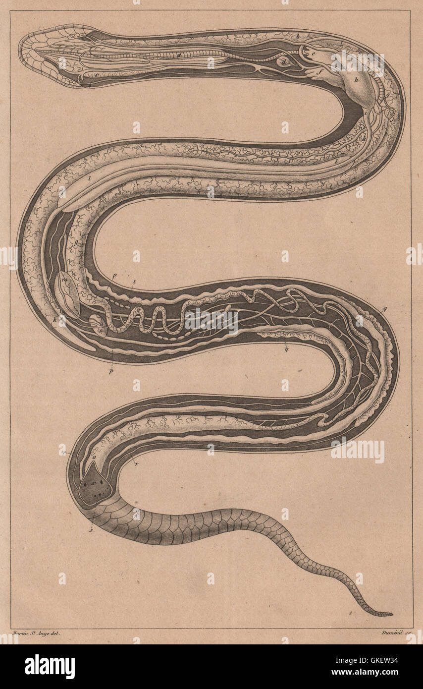 SNAKE PHYSIOLOGY: Organes de la Gènèration. Organs, antique print 1834 ...