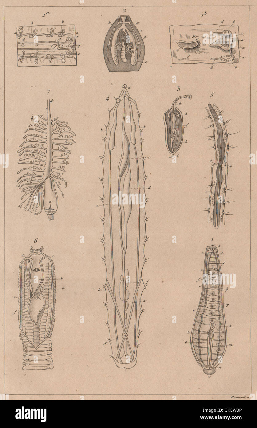 PHYSIOLOGY: Viscères (Viscera) des animaux articulés. Articulated ...