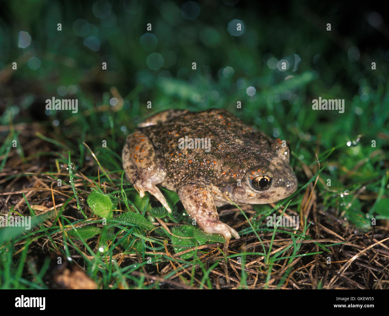 Midwife Toad High Resolution Stock Photography and Images - Alamy