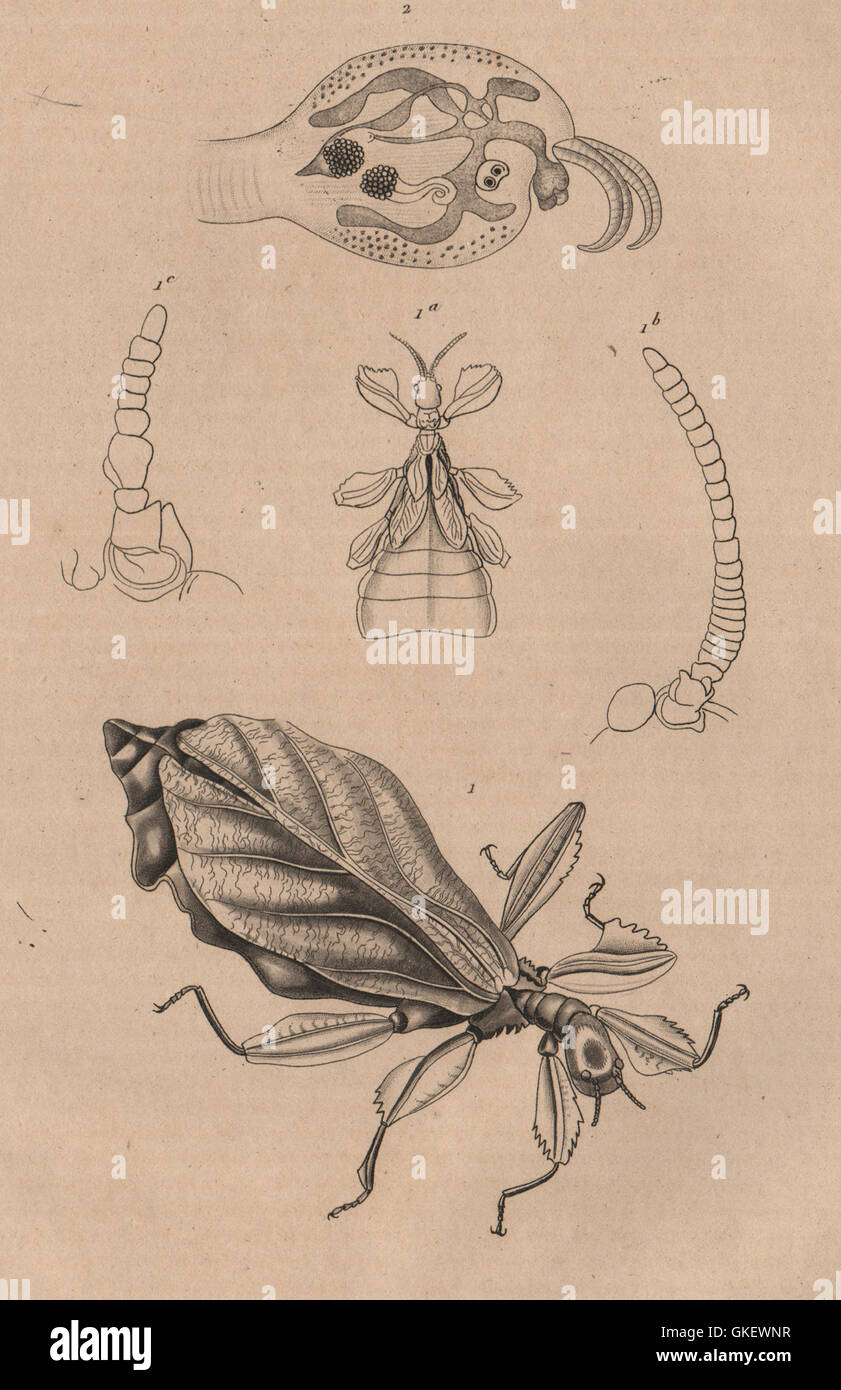 Phyllidae hi-res stock photography and images - Alamy