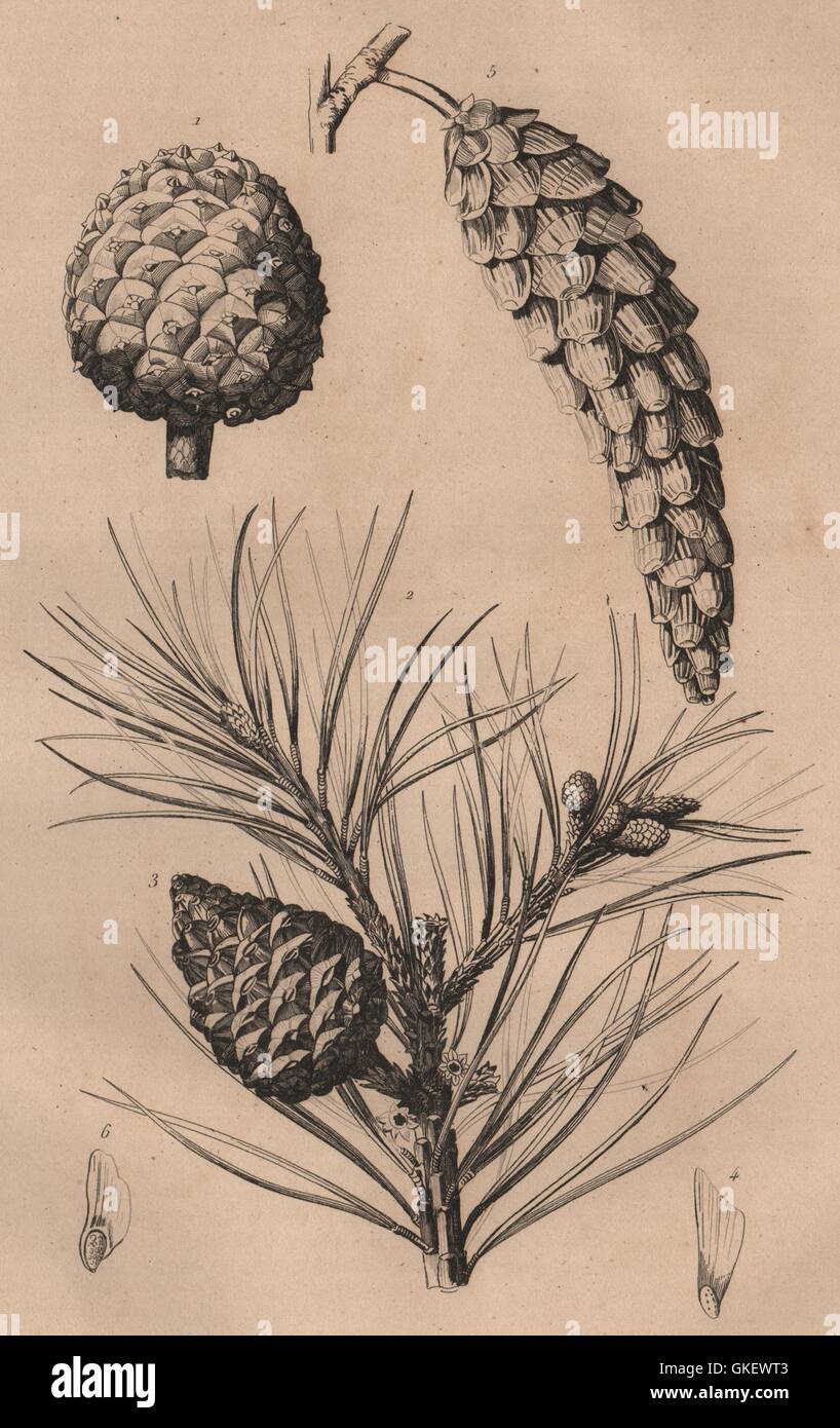 Pine Cone Scientific Illustration