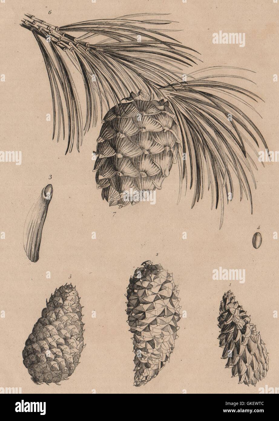 PINE CONES Pinus mugo/pinaster/rigida/cembro(Mountain/maritime/pitch ...