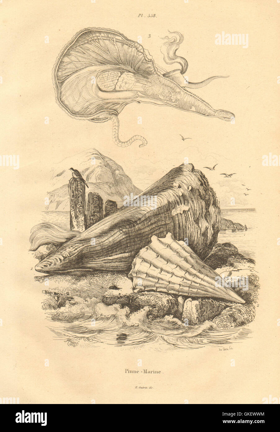 Atrina hi-res stock photography and images - Alamy