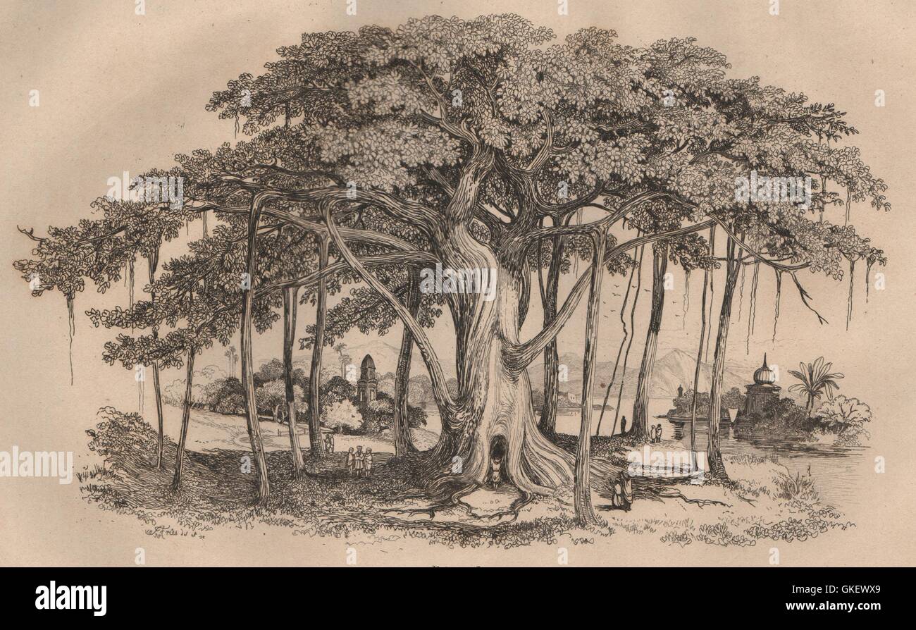 Peepal Tree Sketch