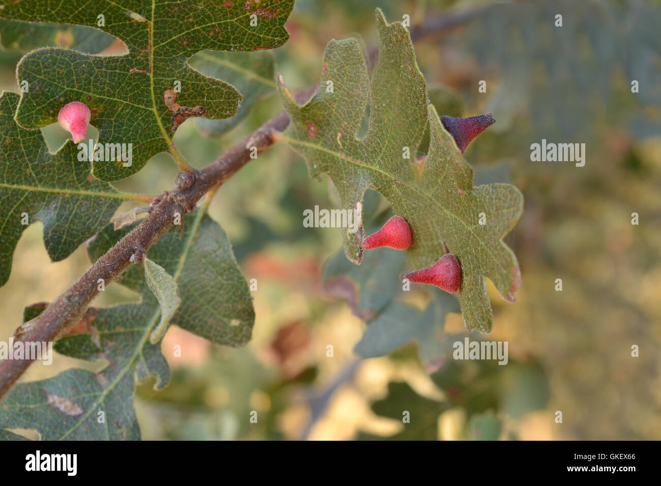 Quercus lobata hi-res stock photography and images - Alamy