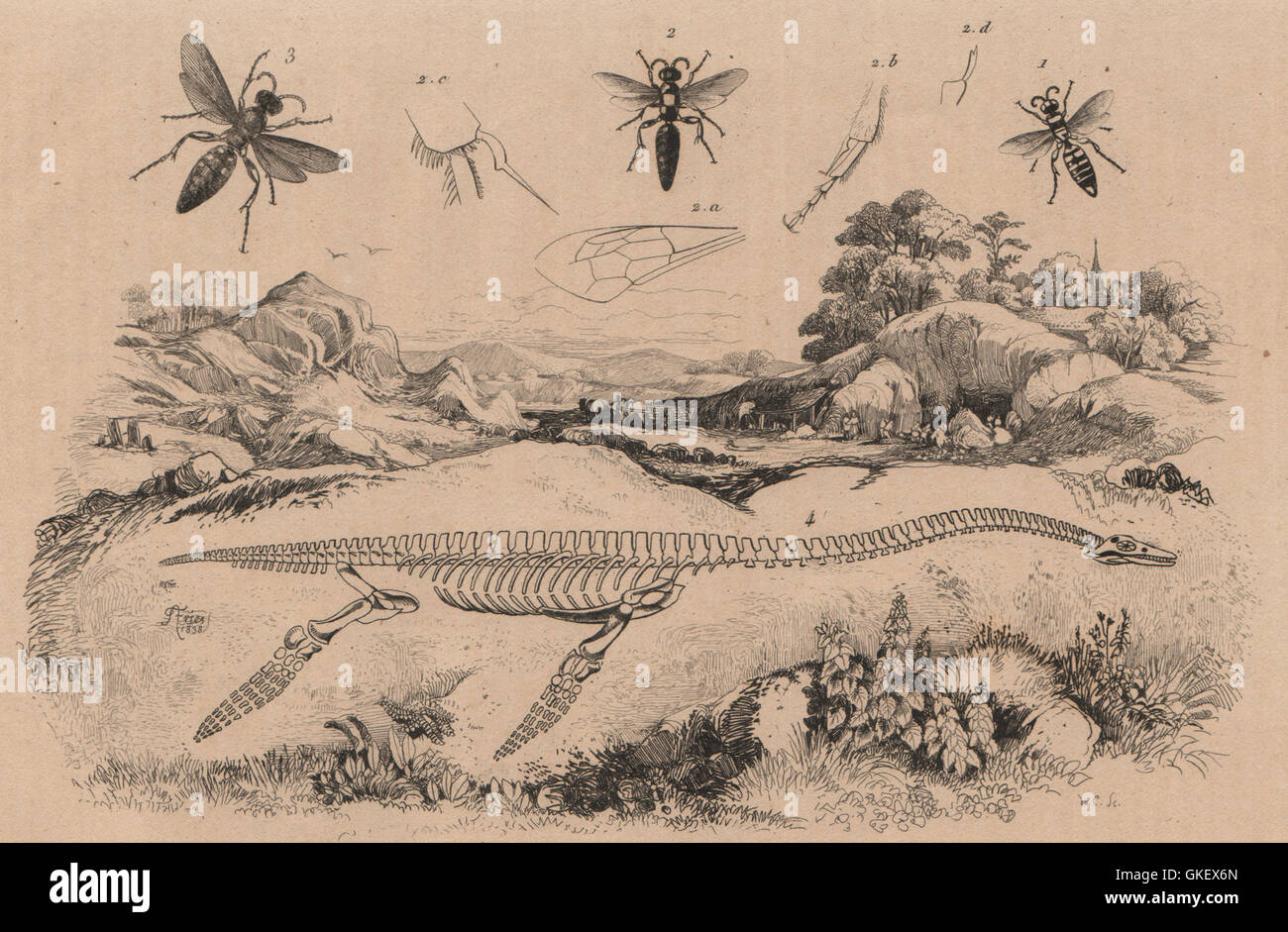 Plesius (Chalcid wasps). Plesiosaur skeleton, antique print 1834 Stock ...