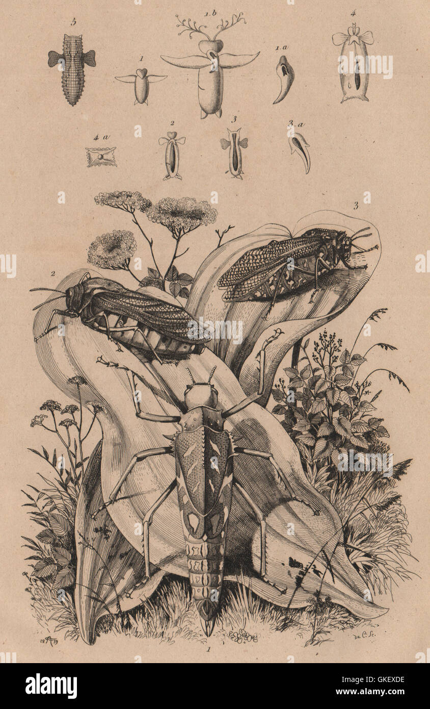 BLADDER GRASSHOPPERS Pneumodermatidae/sea angel.Pneumoridae. Silver ...