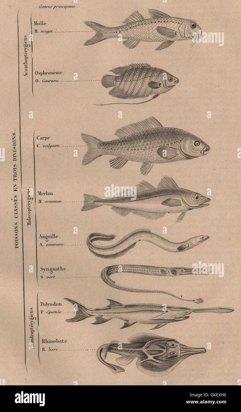 FISH: in 3 divisions. Orders Genres. Classifications. Poissons, old ...