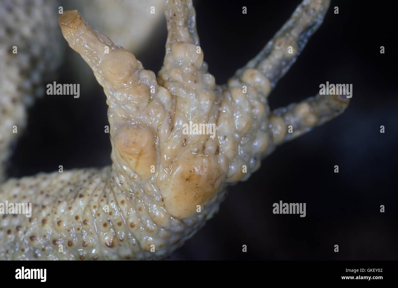 Nuptial Pads High Resolution Stock Photography and Images - Alamy