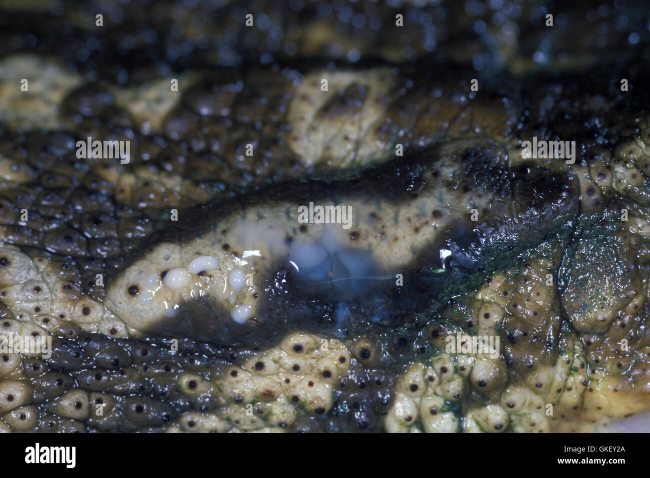 Toad Nose High Resolution Stock Photography and Images - Alamy