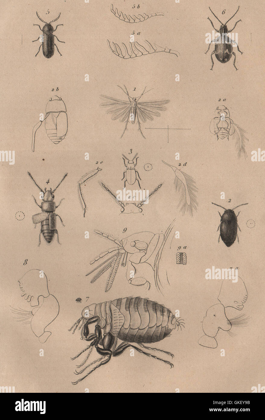 Ptilium hi-res stock photography and images - Alamy