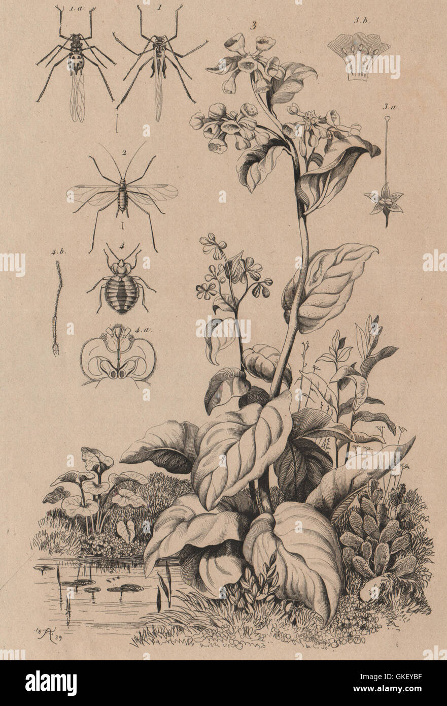 Pucerons/aphids.Pulmonaria/lungwort.Pulmonaire/pulmonary.Punaise/shield ...