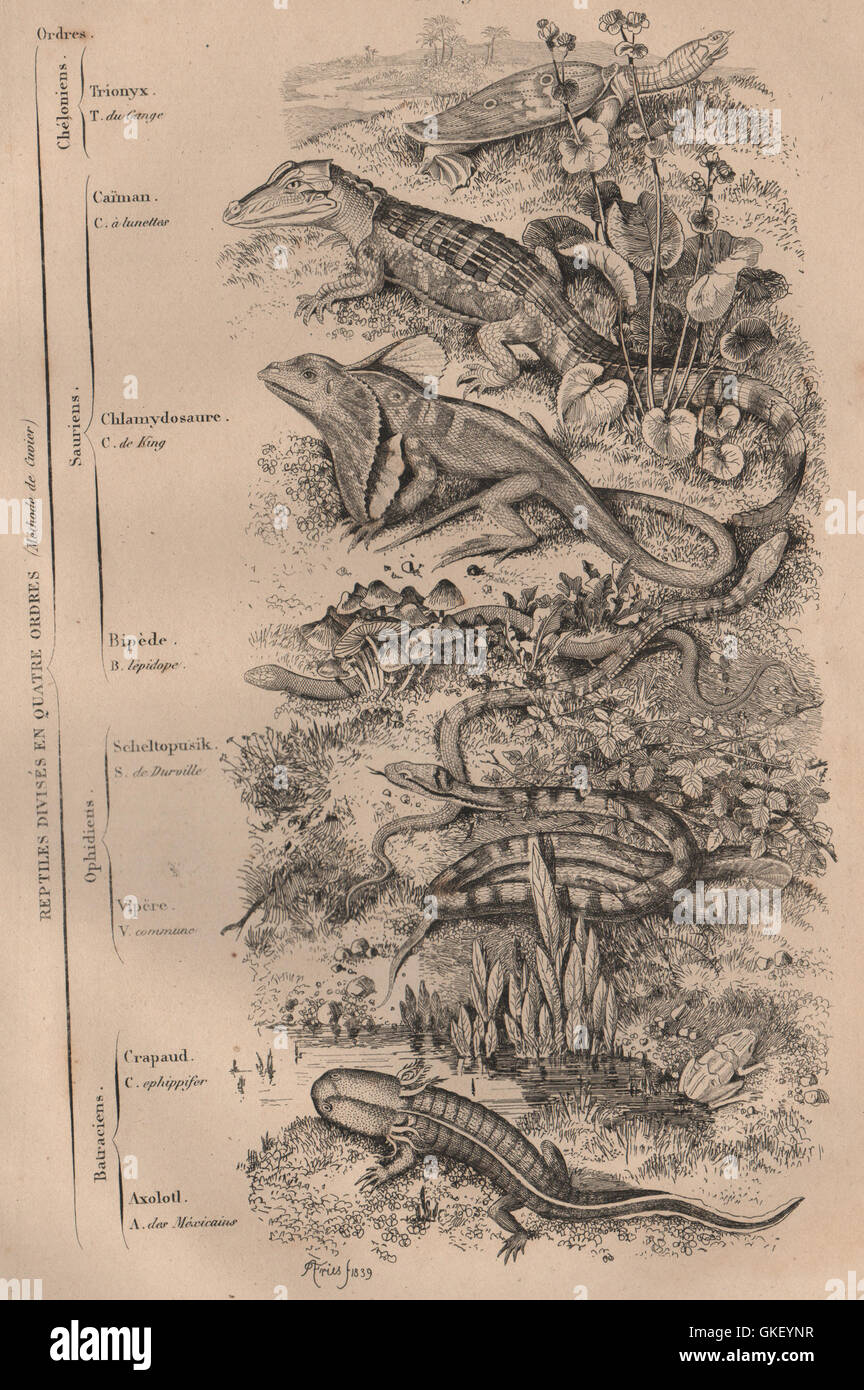 REPTILE CLASSIFICATION: 4 orders. Mèthode de Cuvier, antique print 1834 ...
