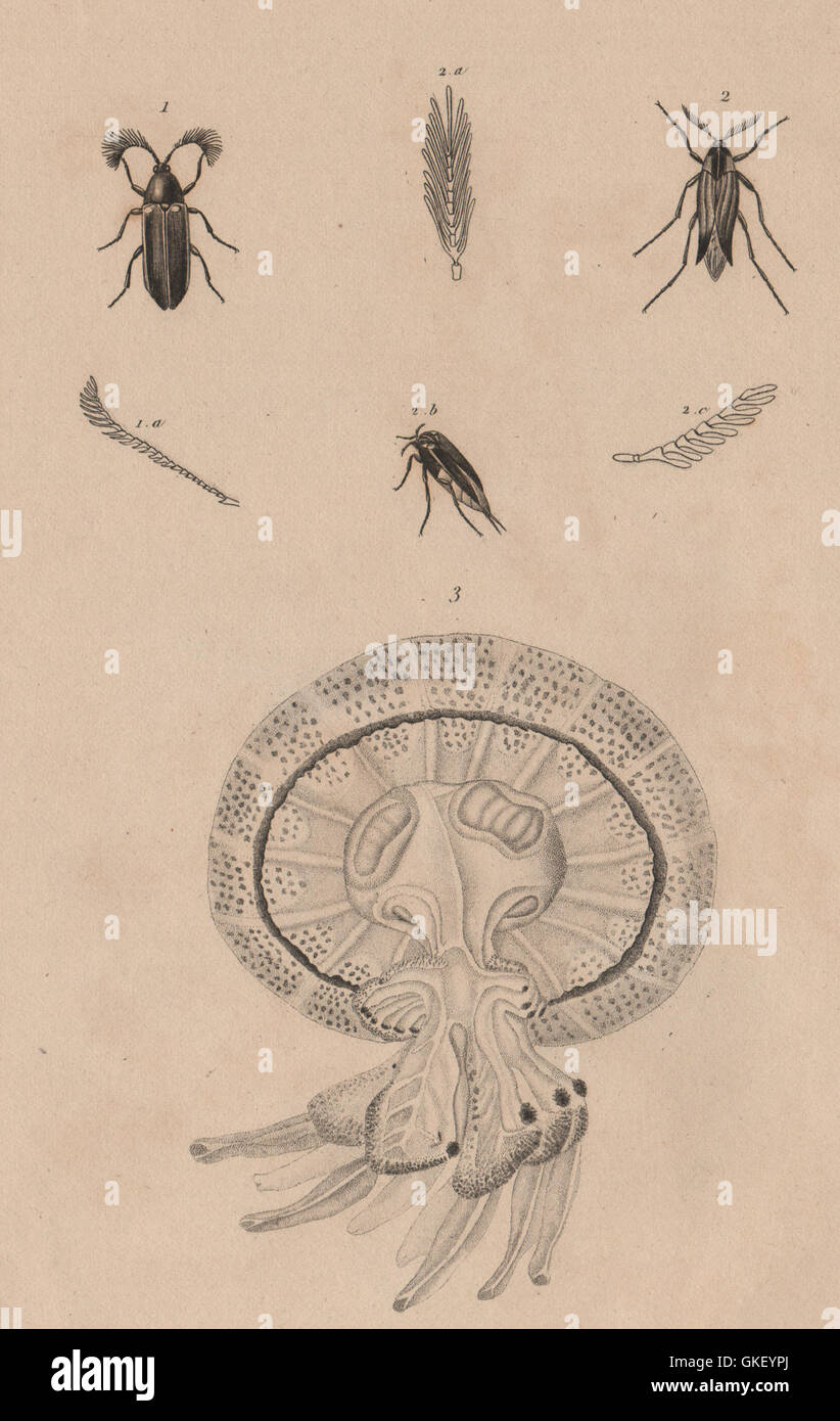 Rhipicera (Australian Dascilloid beetle). Rhipiphorus.Rhizostomae ...