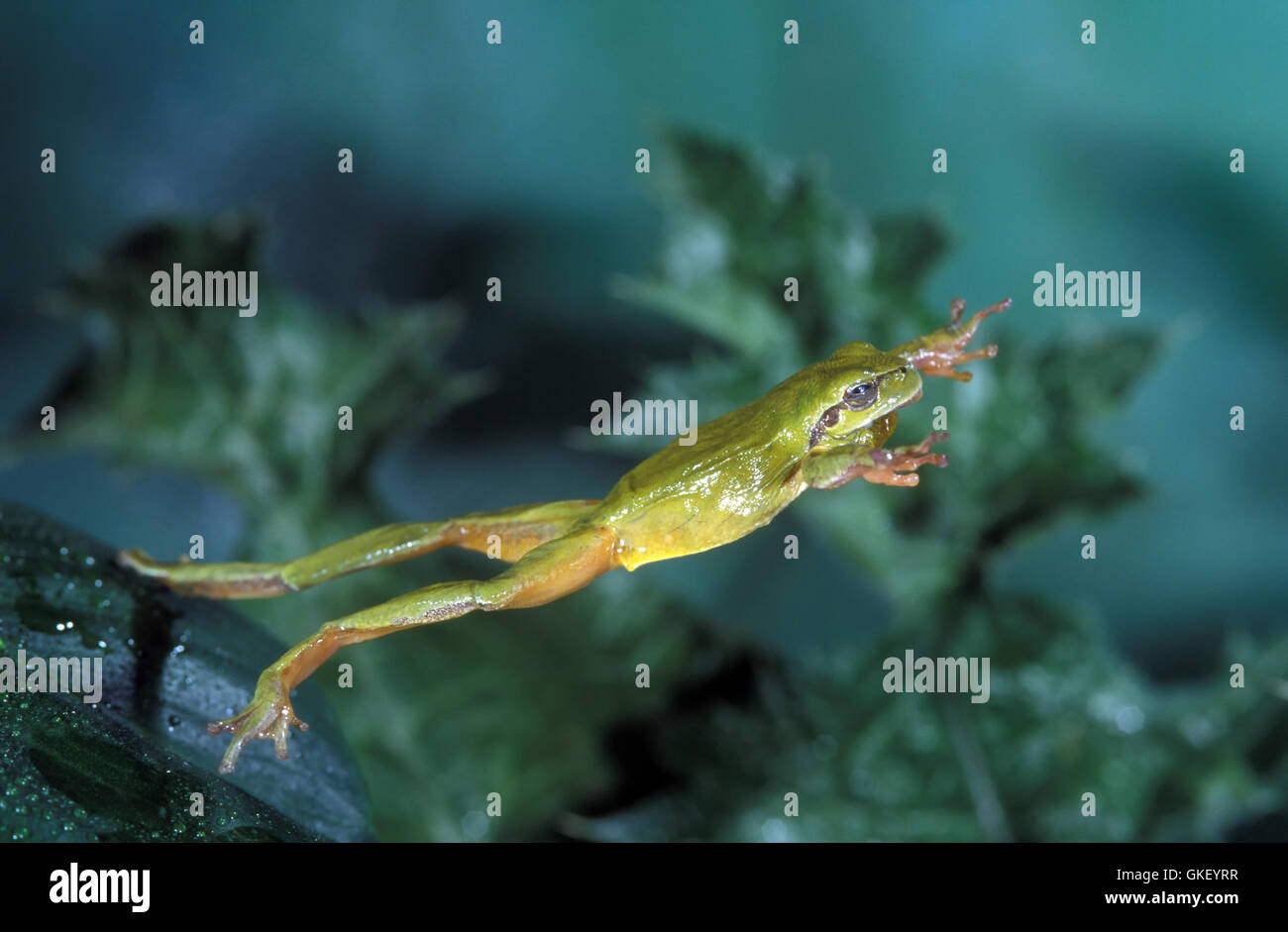 Tree Frog Jumping High Resolution Stock Photography and Images - Alamy