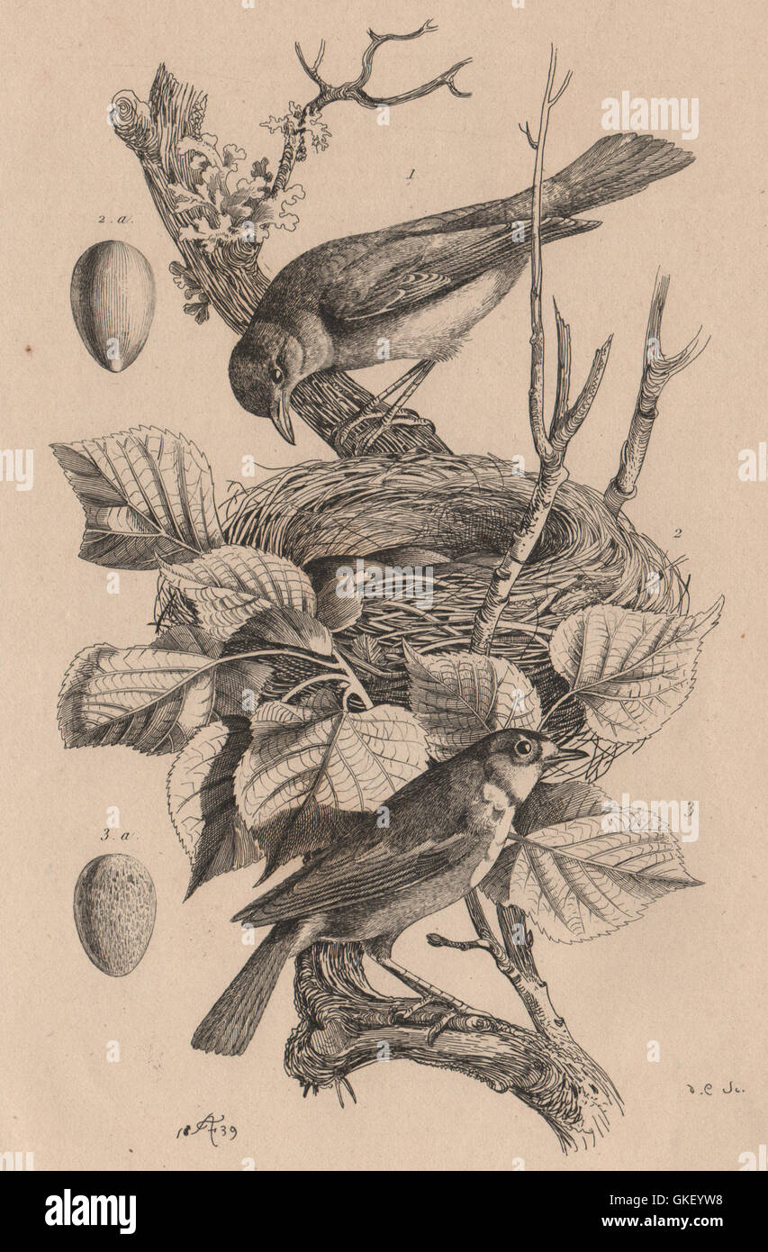 BIRDS: Rossignol (Nightingale) & nid/nest. Rubiette/Rouge-Gorge (Robin ...