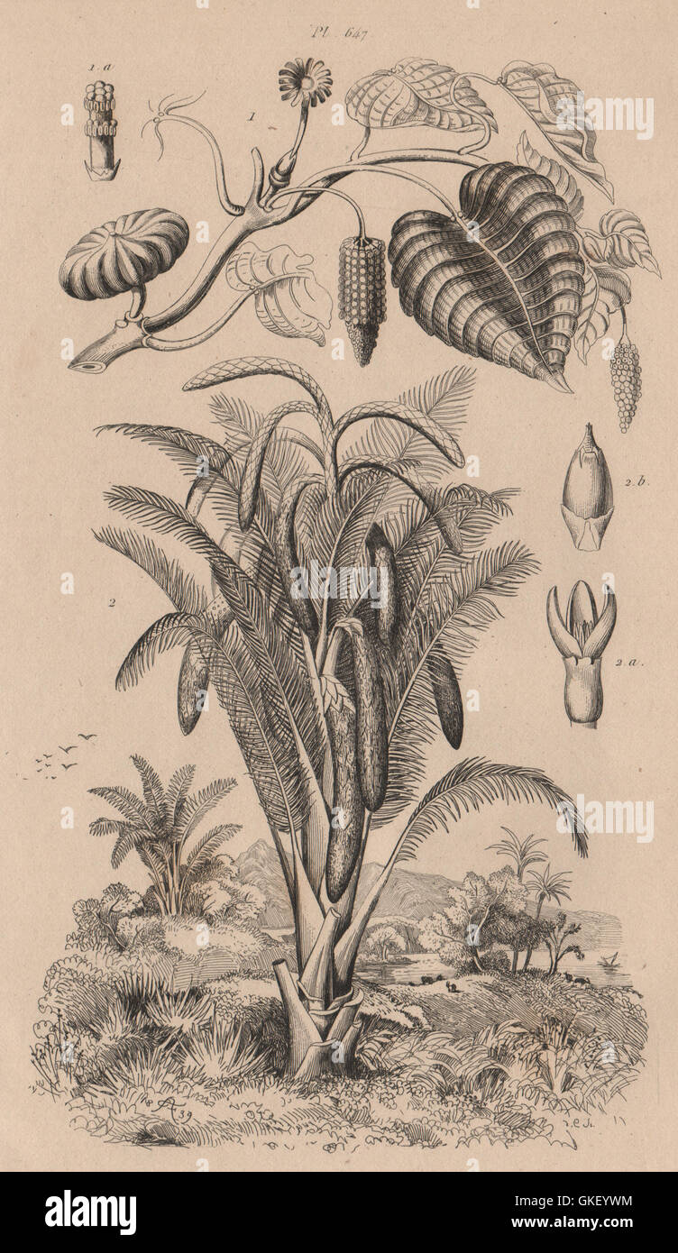 PLANTS: Sablier (Sandbox tree). Sagouier farineux (Sago plant), old ...