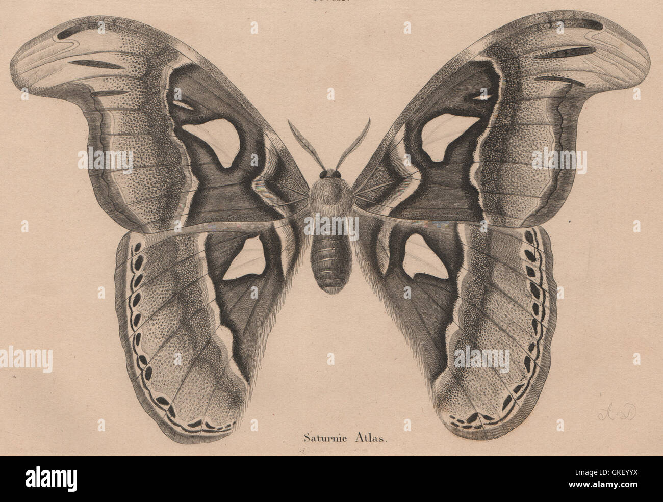LEPIDOPTERA: Saturnie Atlas (Atlas moth), antique print 1834 Stock ...