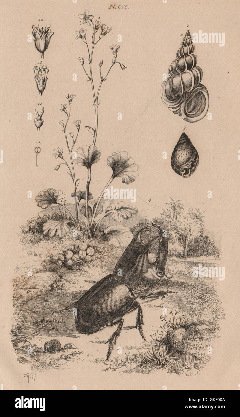 Saxifraga. Epitonium clathrum (Wentletrap). Helix pomatia. rhino beetle ...