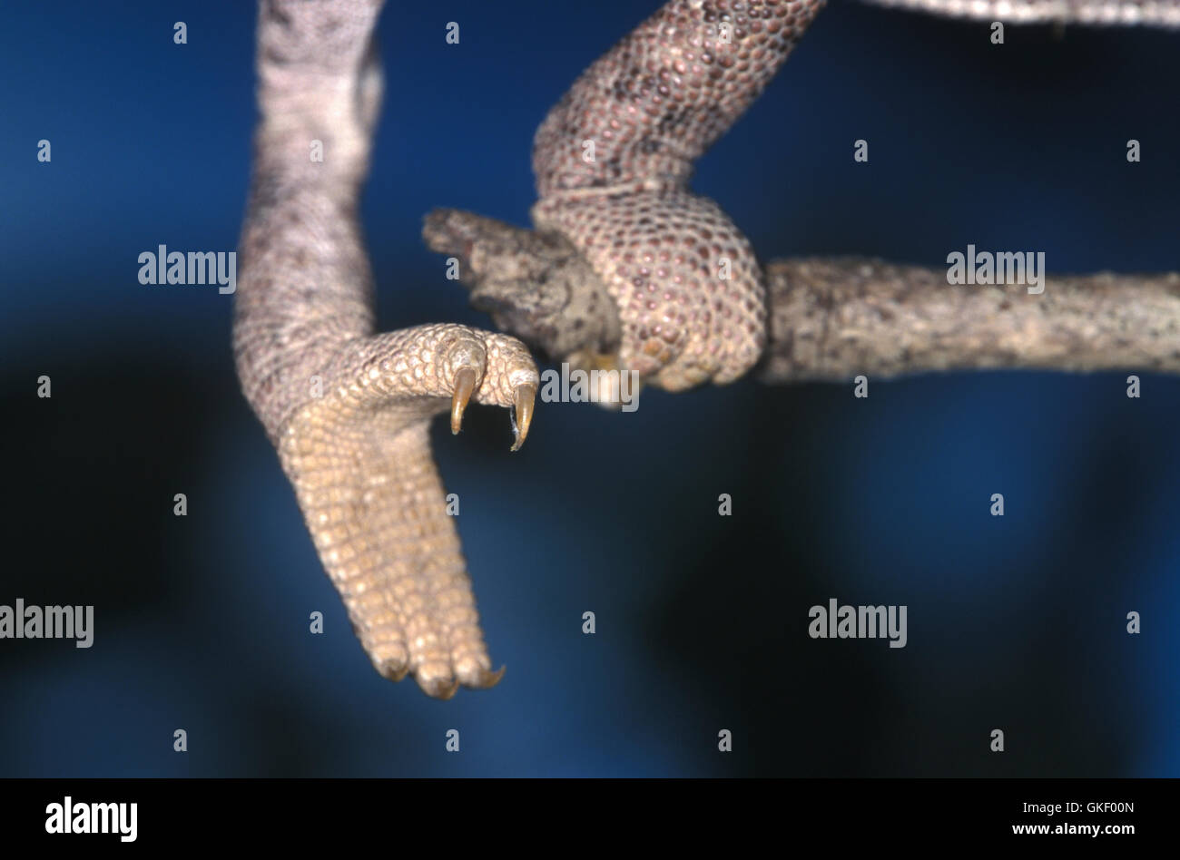 Prehensile Feet High Resolution Stock Photography and Images - Alamy