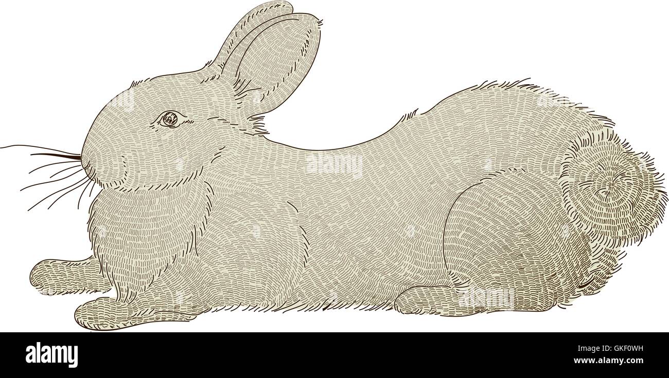 Rabbit detail Stock Vector Images - Alamy