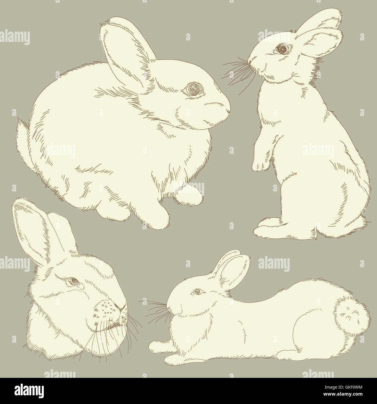 Rabbits paws Stock Vector Images - Alamy