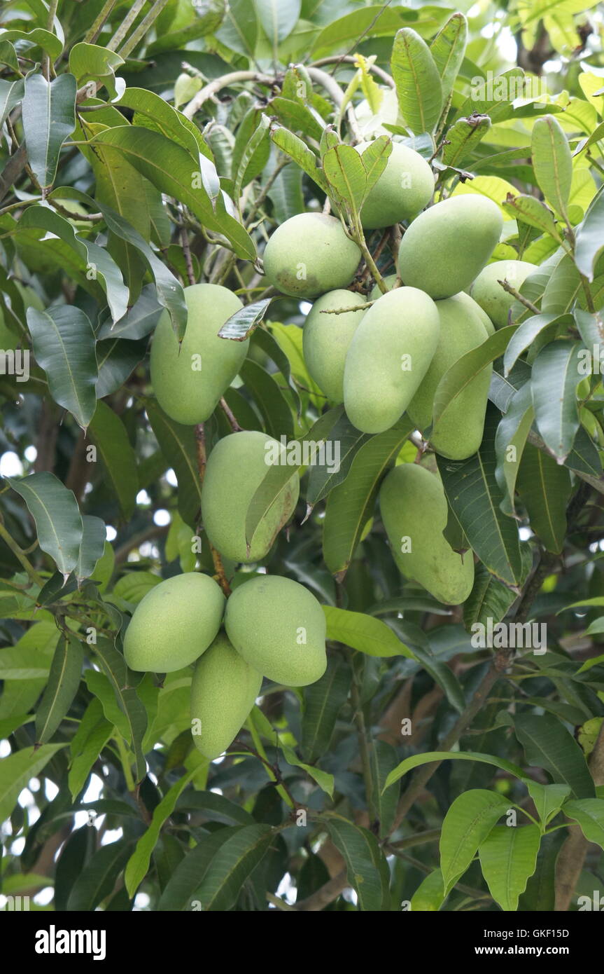 Mango tree green leaves hi-res stock photography and images - Alamy