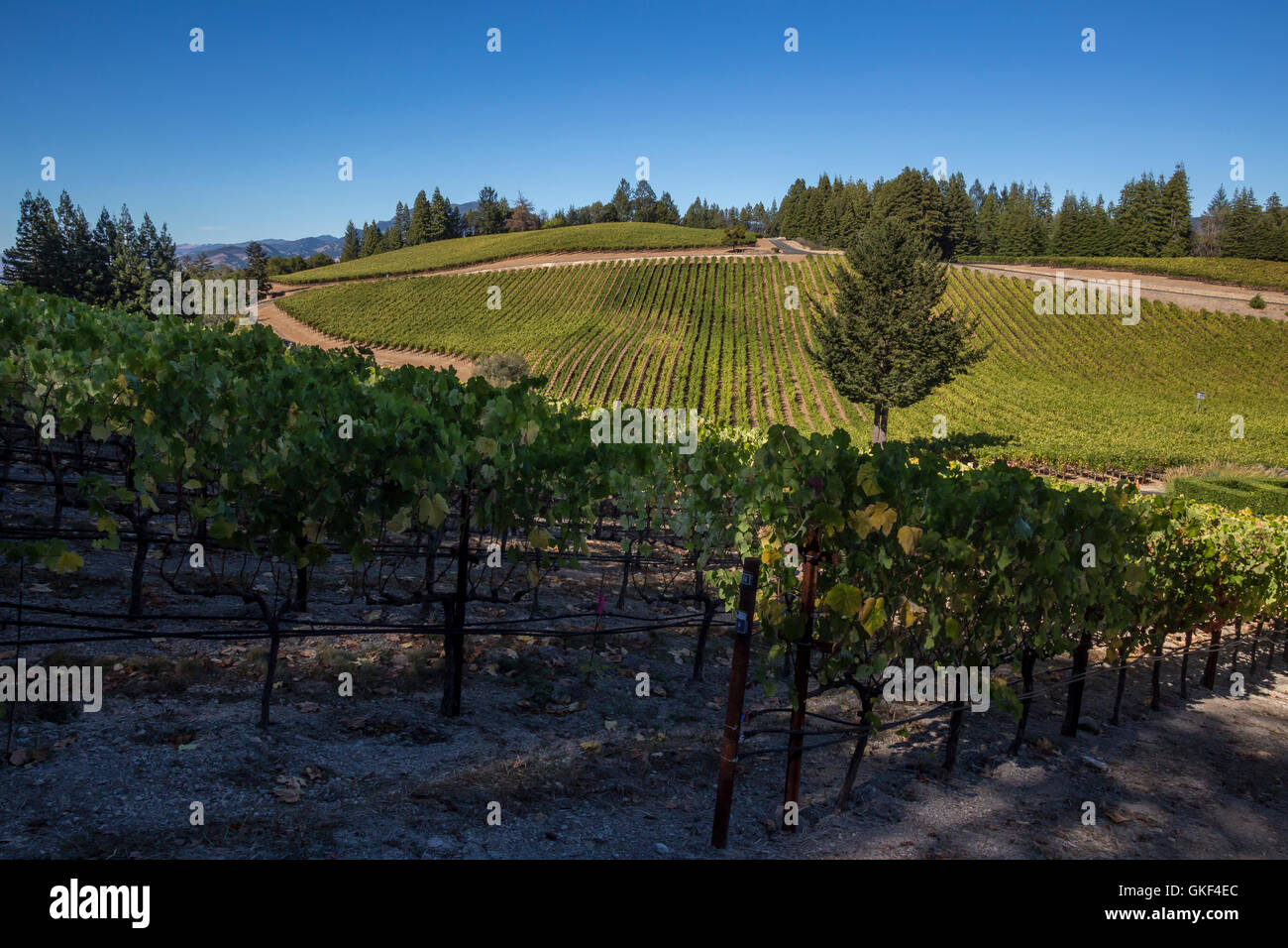 Diamond mountain vineyard hi-res stock photography and images - Alamy