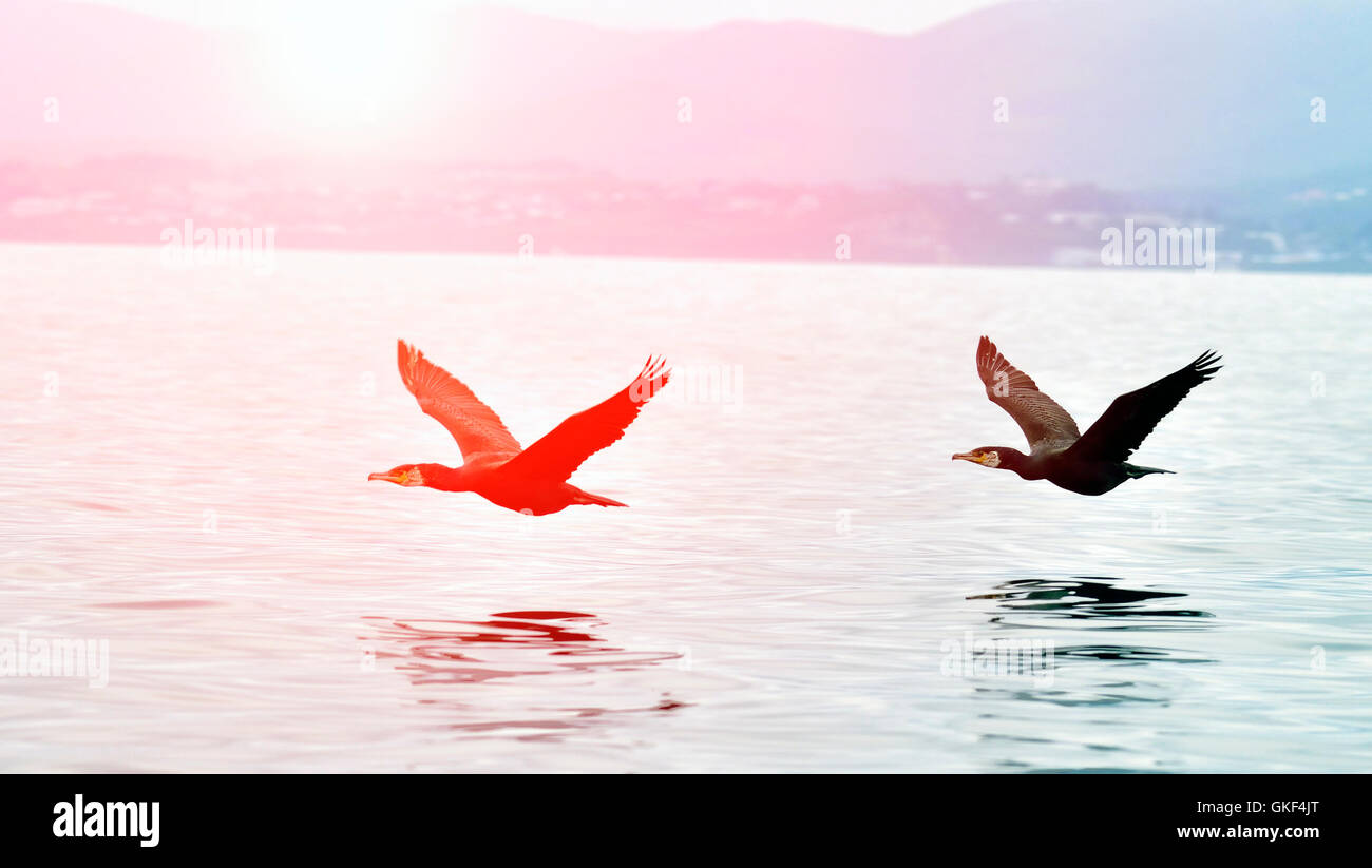 Flying bird over water with reflection hi-res stock photography and ...