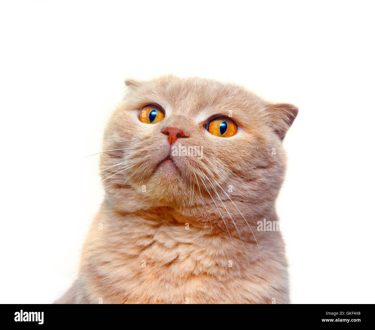 Scottish fold cat hi-res stock photography and images - Alamy