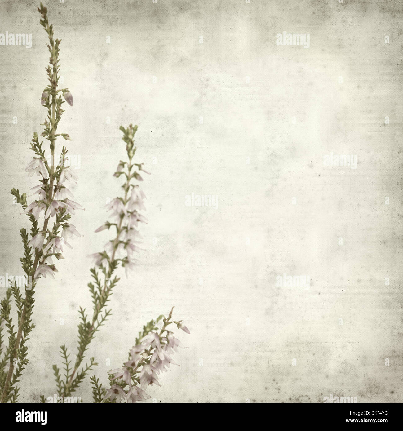 textured old paper background with pink heather flowers Stock Photo - Alamy