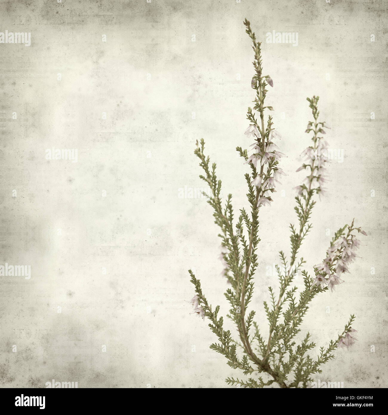 textured old paper background with pink heather flowers Stock Photo - Alamy