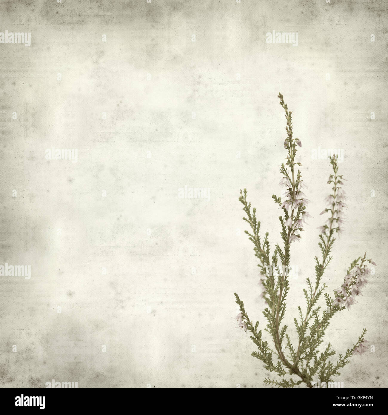 textured old paper background with pink heather flowers Stock Photo - Alamy