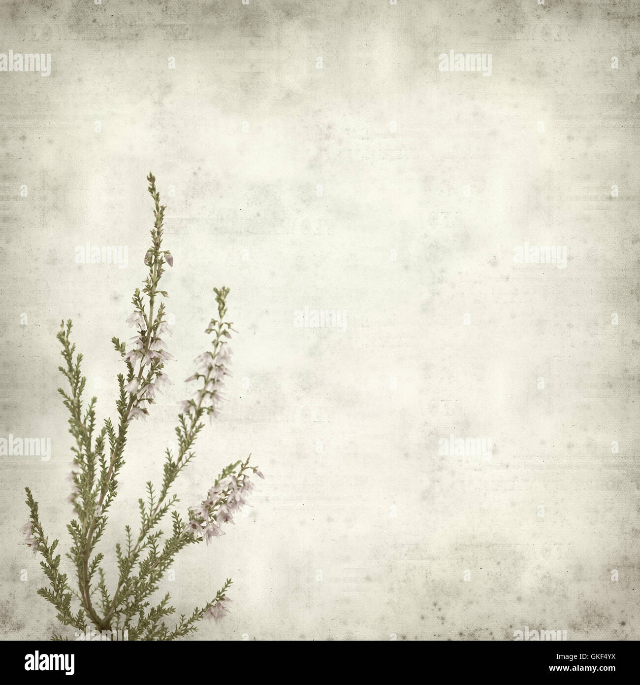 textured old paper background with pink heather flowers Stock Photo - Alamy