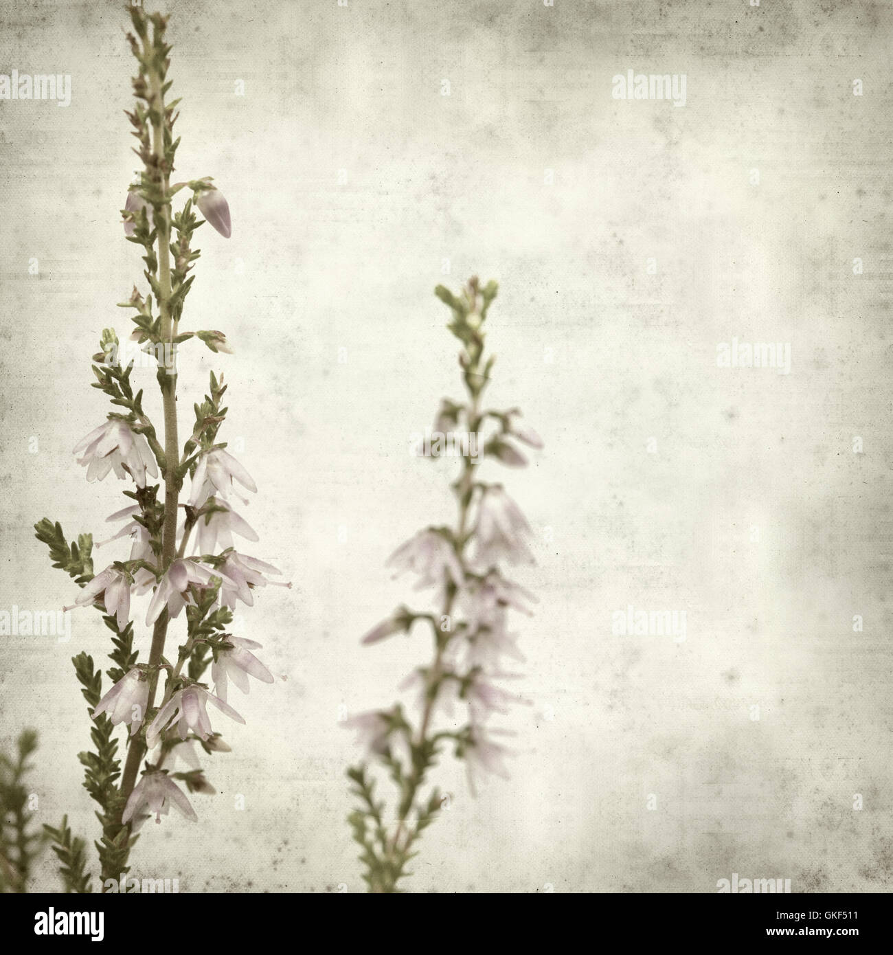 textured old paper background with pink heather flowers Stock Photo - Alamy