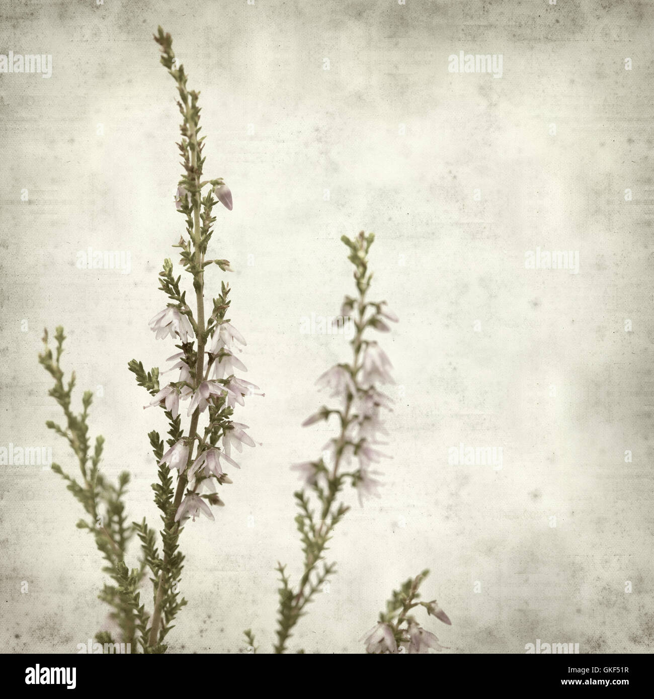 textured old paper background with pink heather flowers Stock Photo - Alamy