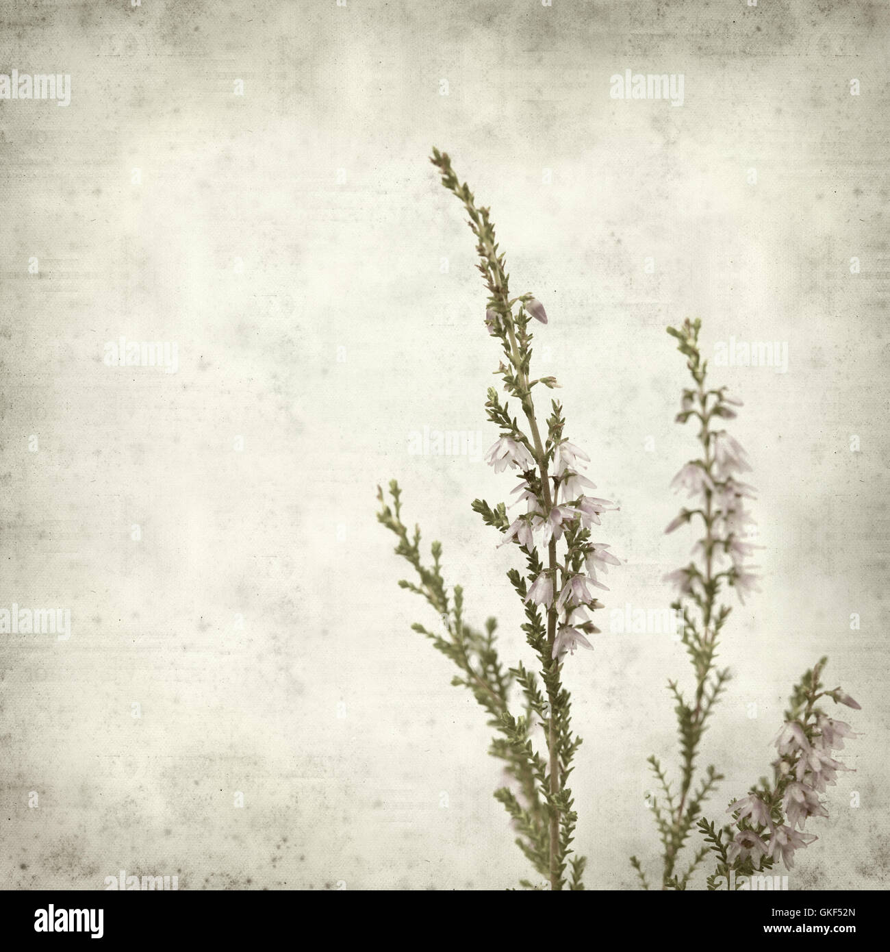 textured old paper background with pink heather flowers Stock Photo - Alamy