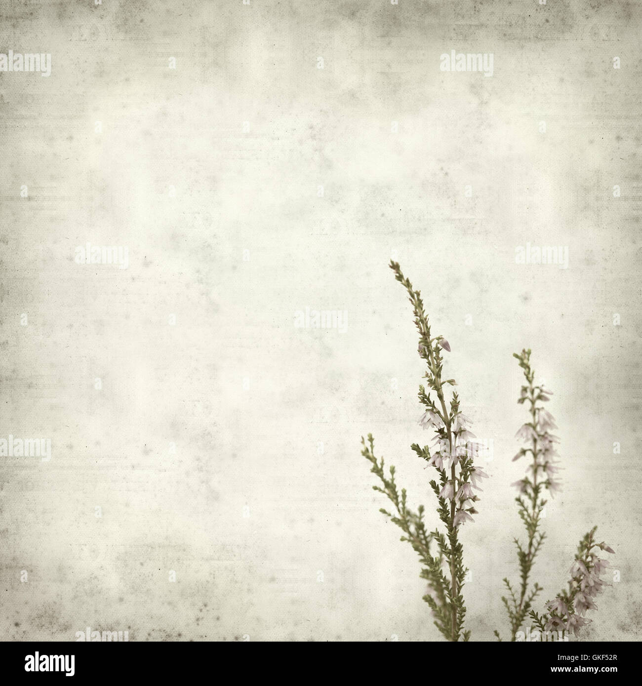 textured old paper background with pink heather flowers Stock Photo - Alamy
