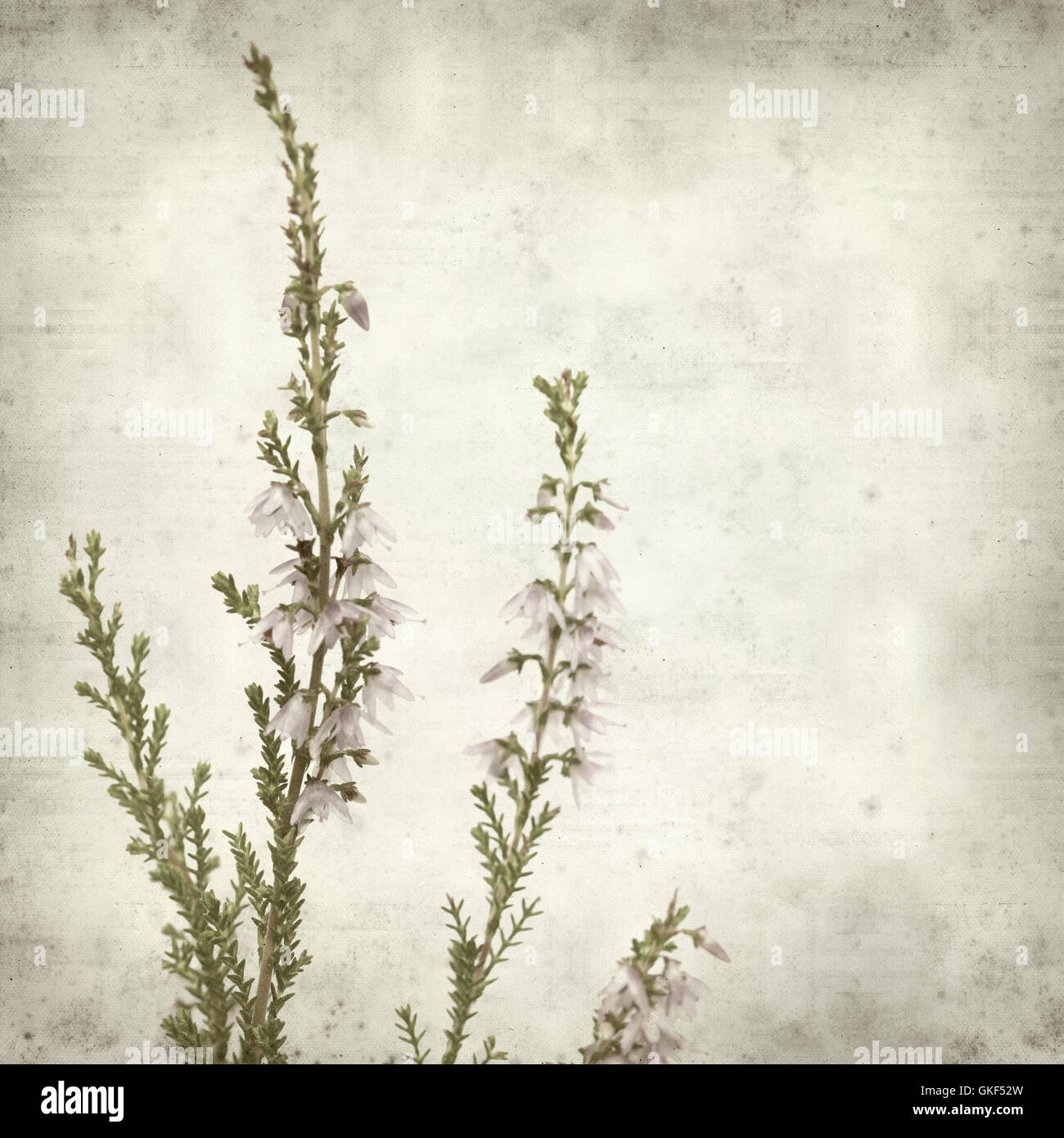 textured old paper background with pink heather flowers Stock Photo - Alamy