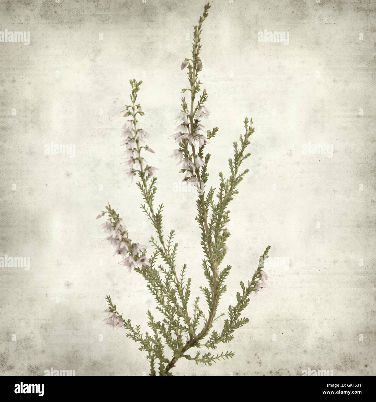 textured old paper background with pink heather flowers Stock Photo - Alamy